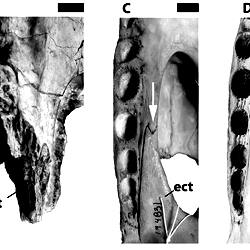 Variation in the morphology of the maxillary ramus of the ectopterygoid.