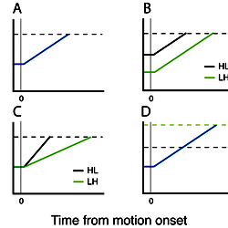 Possible mechanisms underlying the effect of imbalanced payoffs on ...