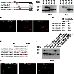 Ats-1 presequence is cleaved at a specific site.