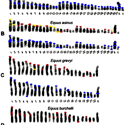 Schematic representation of the FISH signals.