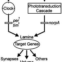 Model of parallel pathways.