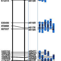 The physical map of FCA locus in comparison to its sequence.