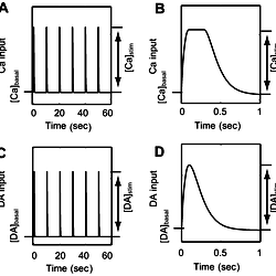 Transient time courses from two input sources.