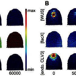 Response to CLV3 overexpression in the entire meristem.