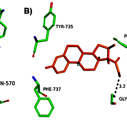 The anti-inflammatory and immunomodulatory potential of braylin ...