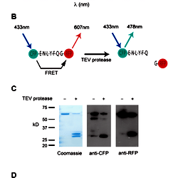 FRET between CFP and mRFP in solution.