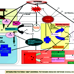 Schematic pathway predicting the role of pathogen induced genes in defense.