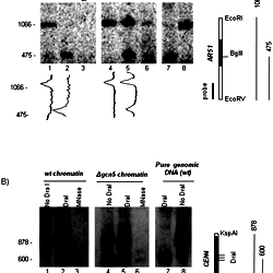 Chromatin structure of ARS1 and CEN4 in Δgcn5 cells.