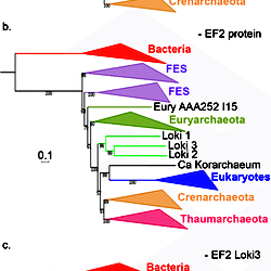 Impact of the EF2 protein on the original concatenated alignment.