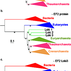 Impact of the EF2 protein on the concatenation of the curated datasets.