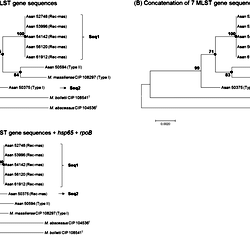 Neighbor-joining phylogenetic trees of 6 Rec-mas strains from ...