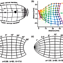 Fully two-dimensional maps of human V1.