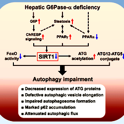 The mechanism underlying autophagy impairment in hepatic G6Pase-α ...