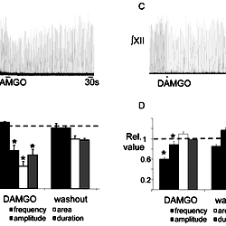 Local application of DAMGO to the XII nucleus depresses inspiratory ...