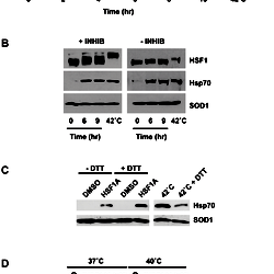 Features of HSF1A-dependent HSF1 activation.