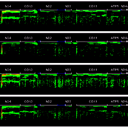 Fragment recruitment heat maps for each sequence dataset based on ...