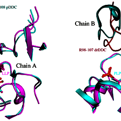 Superposition of drDDC structure onto pig DDC structure.