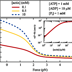 Effective force-velocity relation.