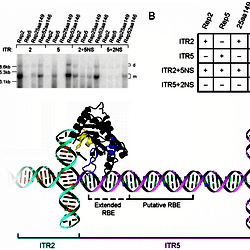 Model of Rep-ITR specificity.