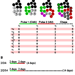 Schematic diagram and protocols of the double-labeling experiment.