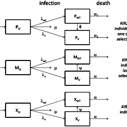 Schematic representation of the mathematical model used to describe ...
