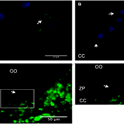 Uptake of PKH67 labeled small-extracellular vesicles (EVs) by ...