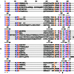 Structure-based multiple sequence alignment of the CID.