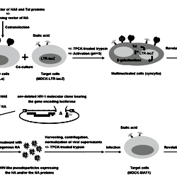 Schematic representations of the cell-cell fusion (panel A) and the ...