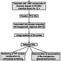 A flow chart of the screening procedure.