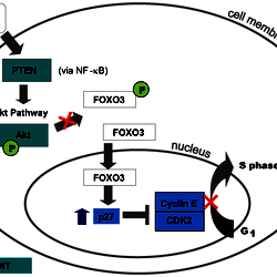 DMSO signaling pathway.