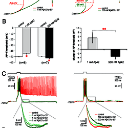 Opposing effects on AP-threshold and AHP by prolonged applications of ...