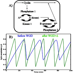 Kinetics effects of WGD and deletions.