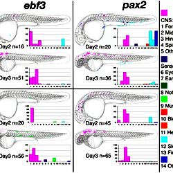 Schematic representations of GFP expression patterns driven by core CNEs.