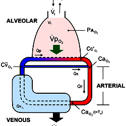 Model schematic representing O2 uptake, transport and consumption.