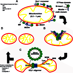 Model showing the mechanism of DRP1 in mitochondrial fission.