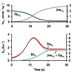 The time course of during apnea.