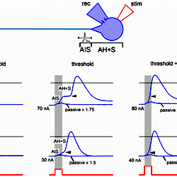 Spike initiation in an SG neuron.