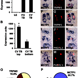 MCTP1 is expressed in TRPM5 cells.