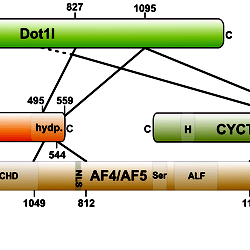 Core structure of the EAP complex.