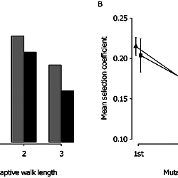 Properties of adaptive walks.