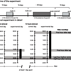 A timeline of the experiment.