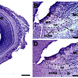 The accessory olfactory bulb (AOB) of the tenrec.