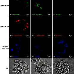 Immunofluorescence localization of NbSWP12 in the intracellular parasite.