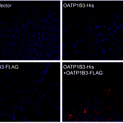 DuoLink proximity ligation assay (PLA) of OATP1B3-His and OATP1B3-FLAG.