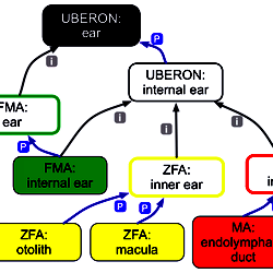 UBERON links multiple species-specific anatomy ontologies.