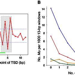 GC patterns at Mu insertion sites.