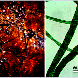 Rope-building in cyanobacteria.
