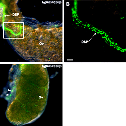 The nervous system of the adult ascidian Ciona intestinalis Type A ...