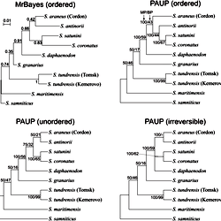 Item - MrBayes and PAUP consensus trees based on karyotypic characters ...
