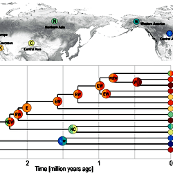 Hypothetical ancestral geographical distribution of Sorex araneus lineages.